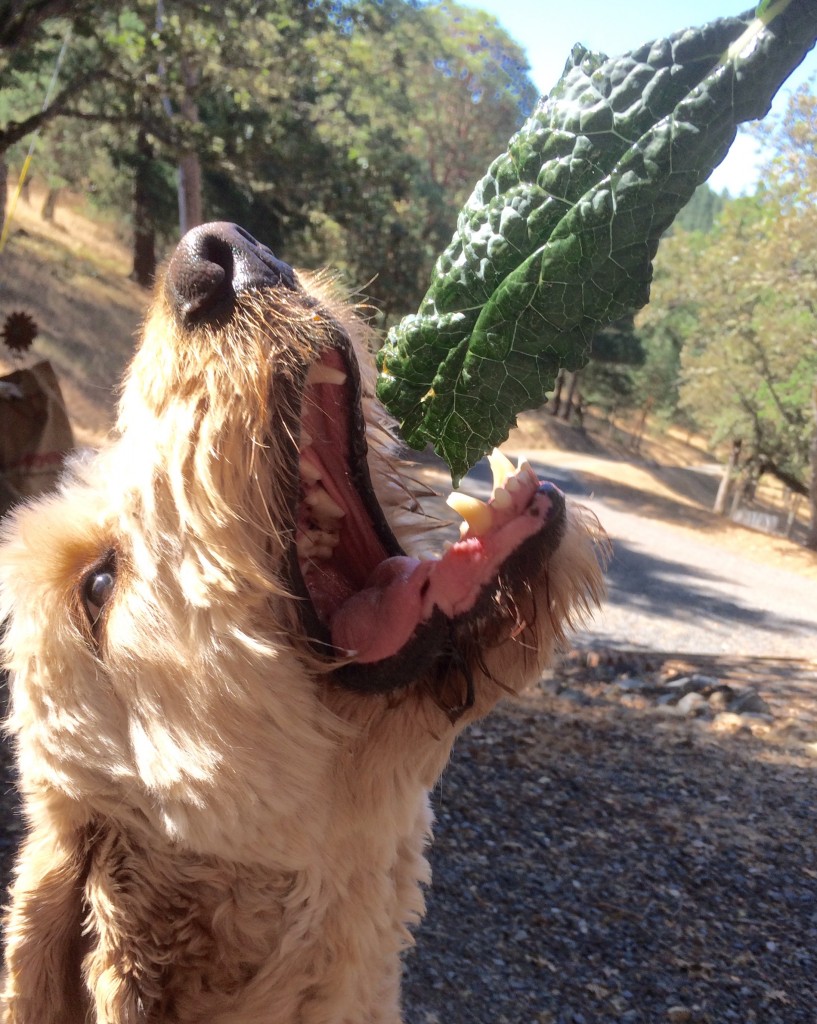 Veggie Dog! | Animalkind Vet Clinic